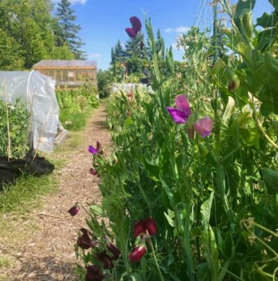 Community Garden Plots - Bankview Community Association