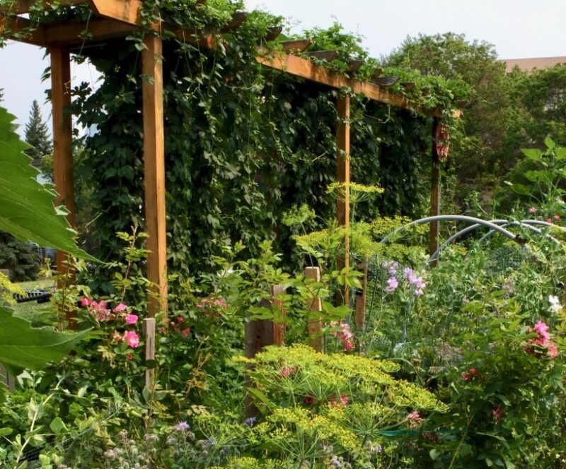 Volunteer - Bankview Community Association