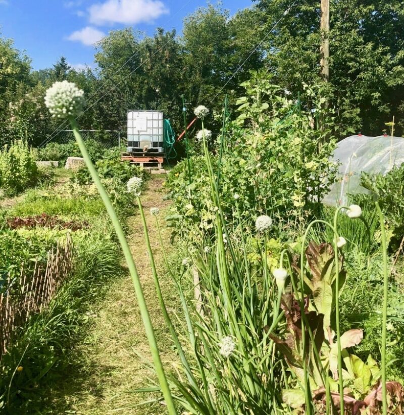 Community Garden Plots - Bankview Community Association